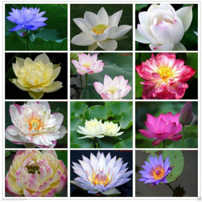 Wequality Lotus seeds mix , high germination (6 seeds) Seed(6 per ...