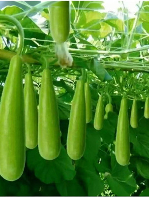 Arshiayat Bottle Gourd Bottle Guard/Lauki Long Seeds Seed(11 per packet ...