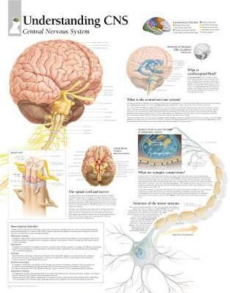 Understanding CNS Laminated Poster: Buy Understanding CNS Laminated ...