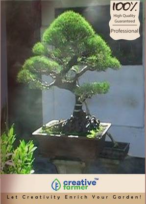 creative farmer Horsetail She Oak Bonsai Tree Seeds Seed Price in India ...