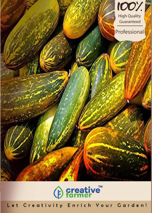 Craft Supplies & Tools Sambar Cucumber Cucurbitaceae Seeds Vellari ...