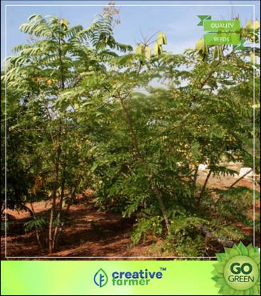 creative farmer Ornamental Tree Seeds Pathimugham Kerala Ayurvedic ...