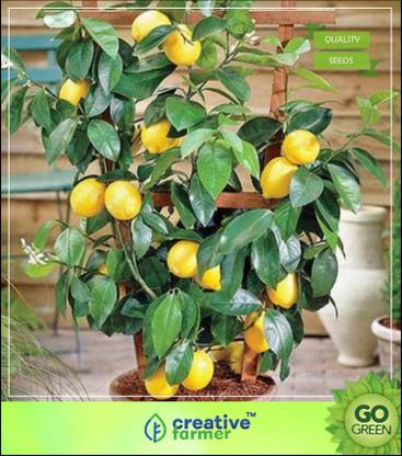 creative farmer Plants For Outfoor Lemon Seeds Galgal Nimbu Fruit Seeds ...
