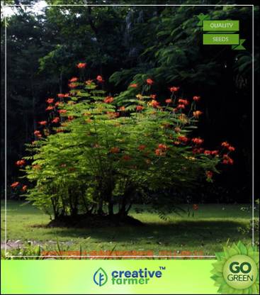 creative farmer Road Side Tree Seeds Indian Redwood Herbal Seed Price ...