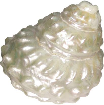 Real Seed Original Moti Shankh, Mother of Pearl, Pearl Conch, Premium ...