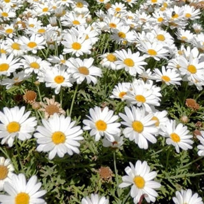 Gardening & Plants Home & Hobby Creeping Daisy Flower Seeds ...