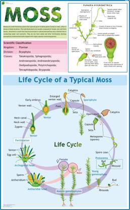 Moss Chart Paper Print - Educational posters in India - Buy art, film ...