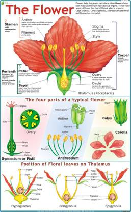 Flower Chart Paper Print - Educational posters in India - Buy art, film ...