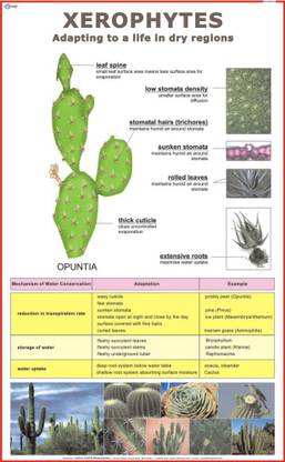 Xerophytes Chart Paper Print - Educational posters in India - Buy art ...
