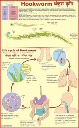 Hookworm Chart Paper Print - Educational posters in India - Buy art ...