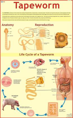 Tapeworm Chart Paper Print - Educational posters in India - Buy art ...