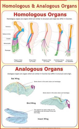 Analogous & Homologous Organs Chart Paper Print - Educational posters ...