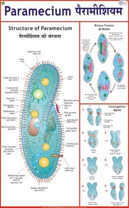 Paramecium Chart Paper Print - Educational posters in India - Buy art ...
