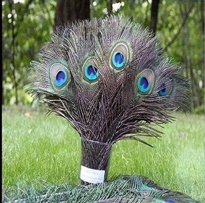 Real Peacock Feathers