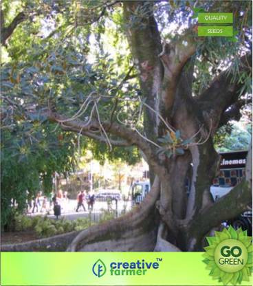 creative farmer Ficus Infectoria - Ficus Virens Seed Price in India ...