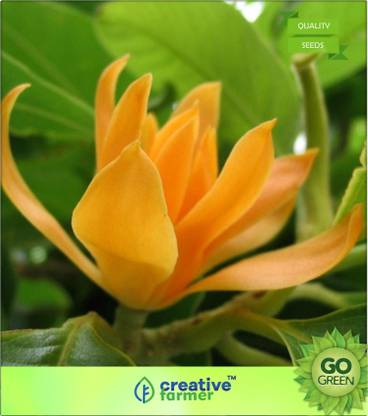 Best Fragrant Flowers In India | Best Flower Site