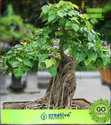 creative farmer High Oxygen Producing Tree Asvattha - Pipal Seeds For ...