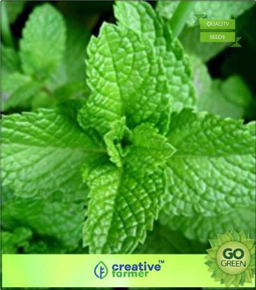 creative farmer Hybrid Mint/Pudina Seeds Seed Price in India - Buy ...