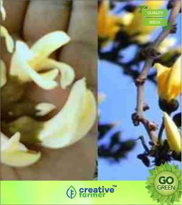 creative farmer Butea Monosperma Palash White Tree Seed Price in India ...