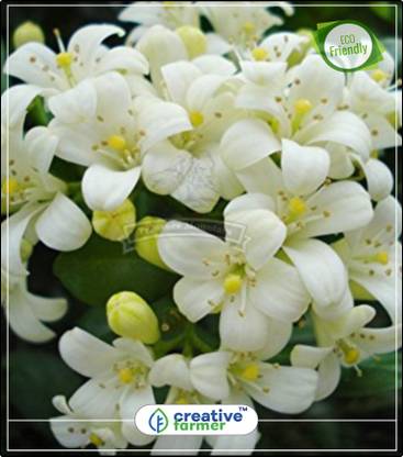 creative farmer Kattu Kariyilai - Exotica Flower Seeds Flowering Tree ...