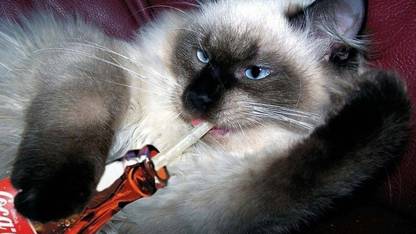 Beautiful Cat drink Coca Cola Vinyl Poster Paper Print - Animals ...