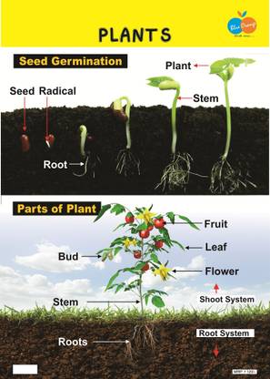 Plants Informative Poster For kids Paper Print - Nature posters in ...