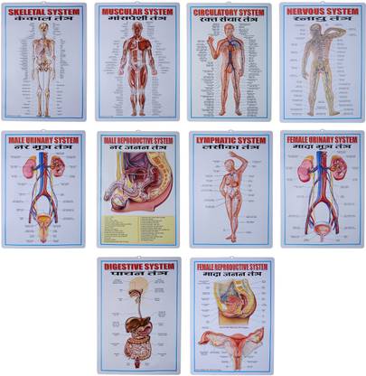 Parshv Part-3 Human Physiology 3D Embossed Charts [Set of 10] Specially ...