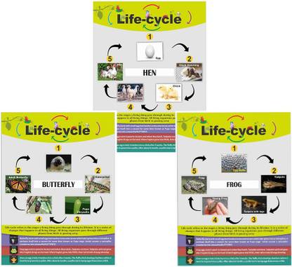 Attractive Life Cycle Interactive Poster For Kids Paper Print ...