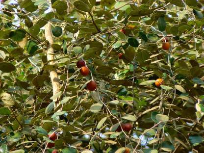 Bokashi bran Elantha Palam Jujube-Indian Date Ziziphus Jujuba Seed 250G ...