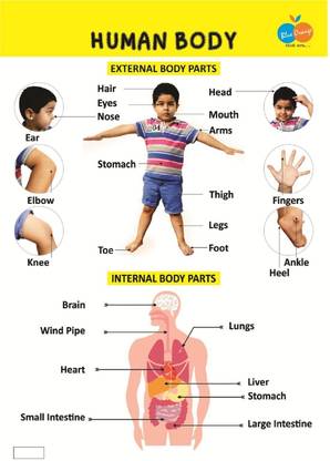 Human Body Informative Poster For kids Paper Print - Educational ...