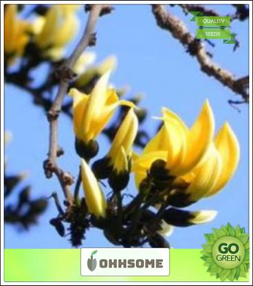 OhhSome Konkani Tree Seeds For Outdoor Garden Seeds Kitchen Garden ...