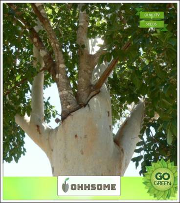 OhhSome Tree Seeds Ficus Infectoria - Ficus Virens Tree Seeds For ...