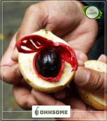 OhhSome Spicy Plant Seeds Fresh Seeds Of Hybrid Nutmeg Jaiphal Jathikai ...