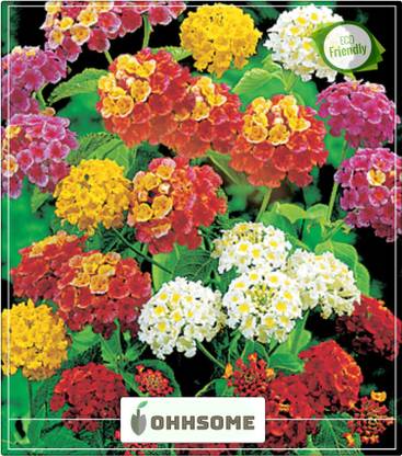 OhhSome Outdoor Flower Seeds For Planting Lantana Camara - Ghaneri ...