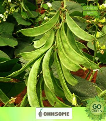 OhhSome Vegetable Seeds Lablab Purpureus Seeds - Dolichos Beans Seeds ...