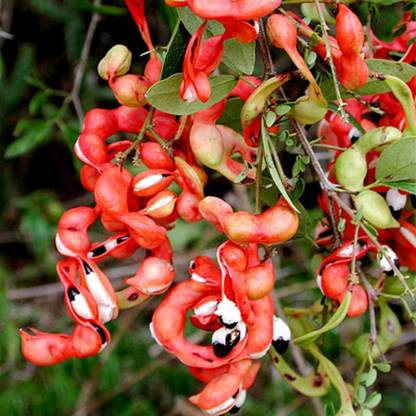 First Crop Jangal Jalebi Tree Seeds Inga dulcis Seed Price in India ...