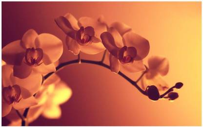 Flower Wall Big Size Flex Poster 36X48 Inch F-59 Paper Print - Art ...