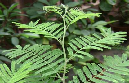 SHOP 360 GARDEN SHAMI TREE/BANNI TREE/VANNI MARAM/PROSOPIS CINERARIA ...