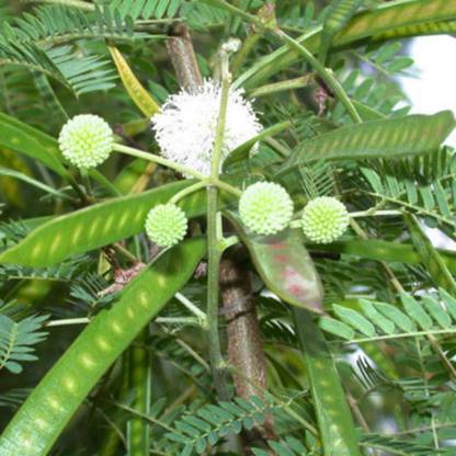 SHOP 360 GARDEN Subabu l- Leucaena leucocephala ,subabul tree seeds ...