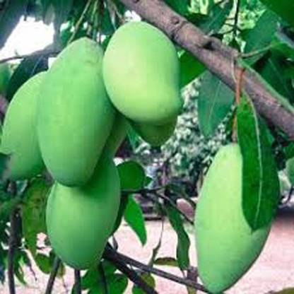 Trothic Gardens Sweet Green Mango (Kaccha Mitha Aam) Live Grafted Plant ...