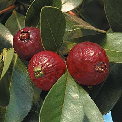 Trothic Gardens Indoor Dwarf Strawberry Guava Psidium littorale Fruit ...