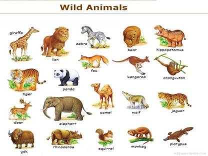 wild animal chart for kids 3 Motivational Poster|Inspirational Poster ...