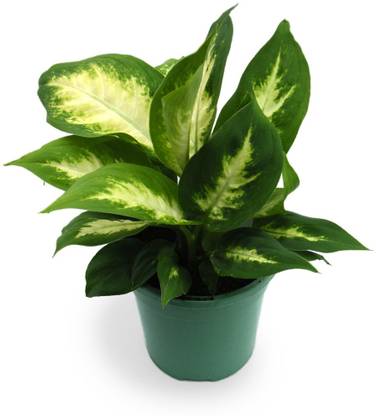 BHAJANLAL GREENERY Diffen Plant Price in India - Buy BHAJANLAL GREENERY ...