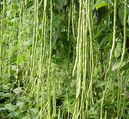 Trothic Gardens Rare F1 Hybrid" Green Cowpea" Long Bean Barbati ...