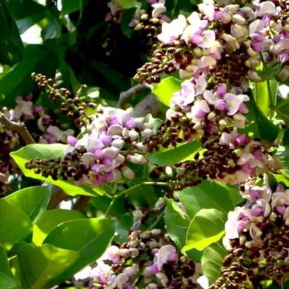 SHOP 360 GARDEN Pongamia Pinnata / Karanj / Indian Beech / Pongam ...
