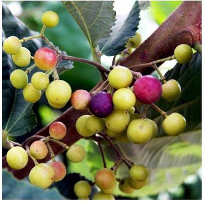 MODERN PLANT Phalsa Fruit Plant With pot Price in India - Buy MODERN ...