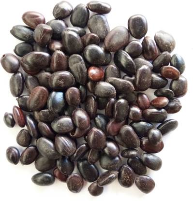 Green World SHIKAKAI / ACACIA CONCINNA SEEDS ( 10 GRAMS SEEDS ) Seed ...