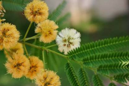 SHOP 360 GARDEN Albizia Odoratissima, Kali Siris, Black Siris, Ceylon ...