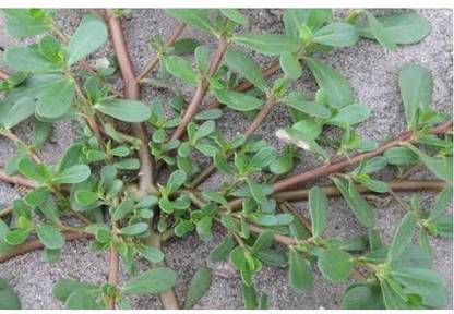 Paudha KULFA Seed Price in India - Buy Paudha KULFA Seed online at ...