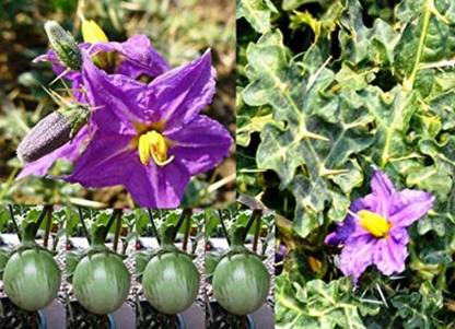 SHOP 360 GARDEN Solanum xanthocarpum, Kandankathiri, Kandakari ...